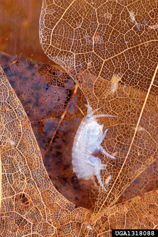 amphipod (Hyalella azteca Saussure, 1858)