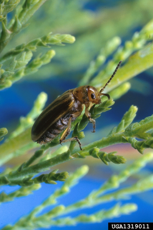 Mediterranean tamarisk beetle (Diorhabda elongata (Brulle, 1832))