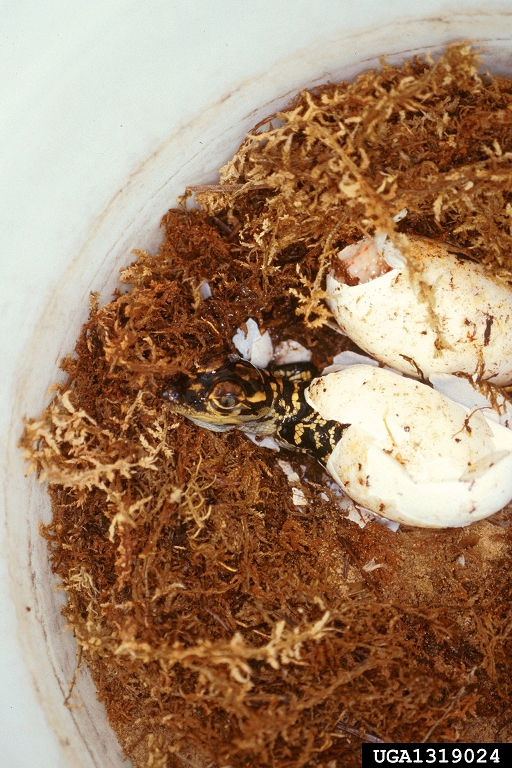 fire ant (Solenopsis geminata ) on American alligator (Alligator ...