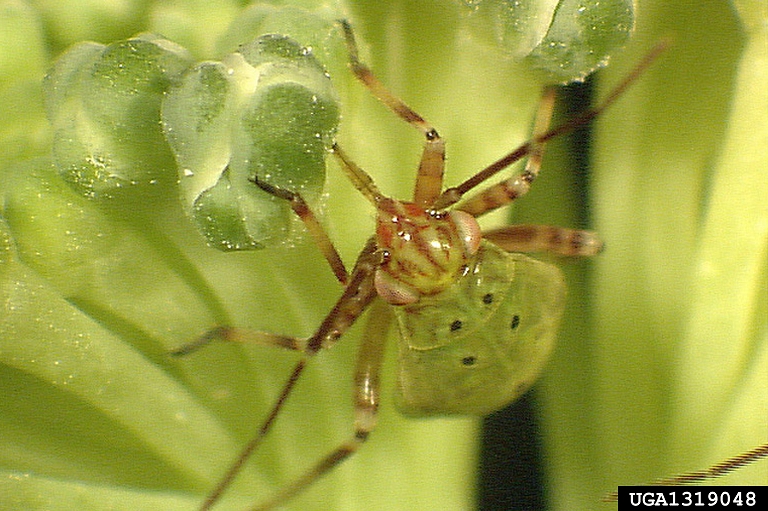 tarnished plant bug (Lygus lineolaris)