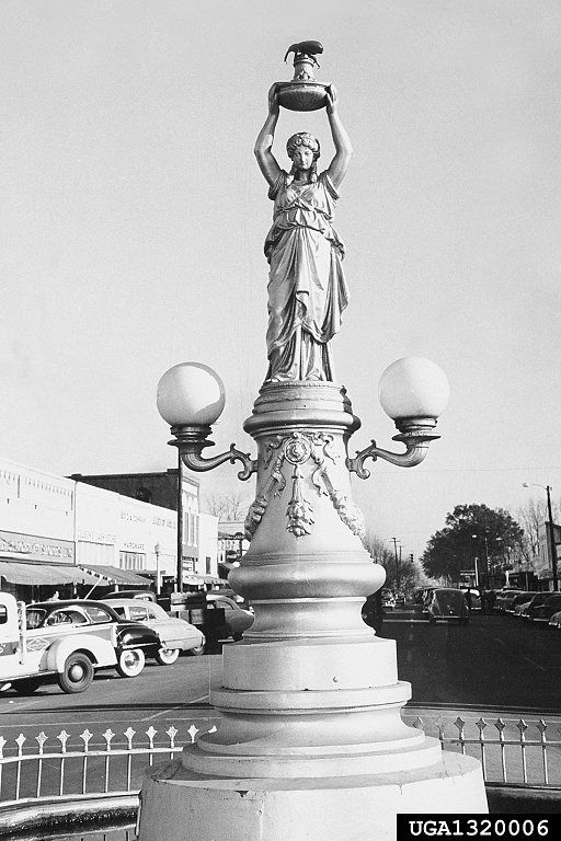 boll weevil (Anthonomus grandis grandis Boheman, 1843)