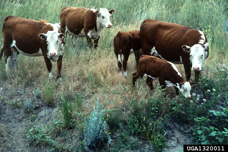 cattle (Genus Bos)