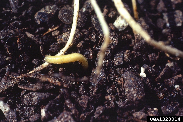 western corn rootworm (Diabrotica virgifera virgifera LeConte, 1868)