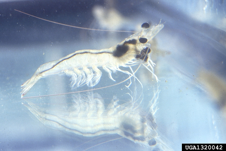 whiteleg shrimp (Litopenaeus vannamei)
