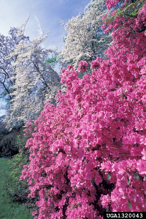 rhododendrons and azaleas (Genus Rhododendron L.)