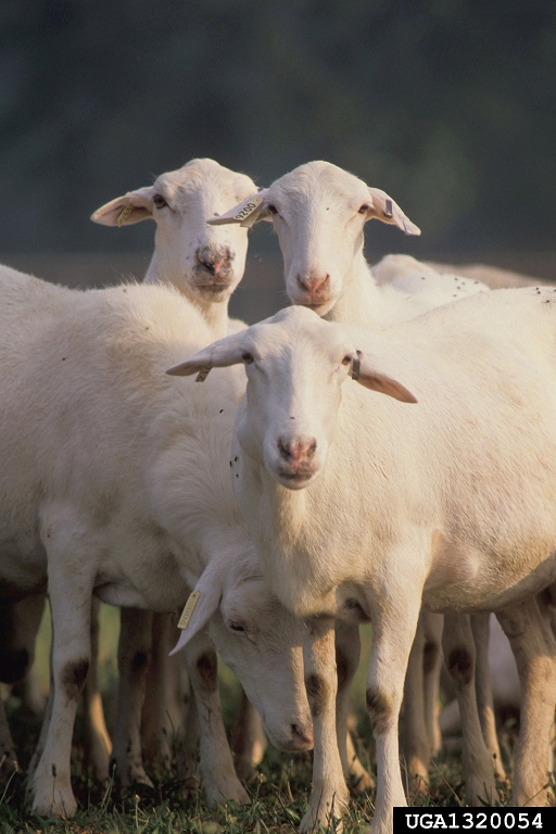 sheep (Ovis aries Linnaeus)