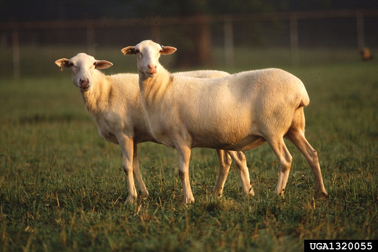sheep (Ovis aries)