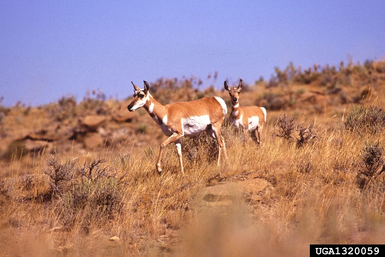 pronghorn antelope (Antilocapra americana (Ord, 1815))