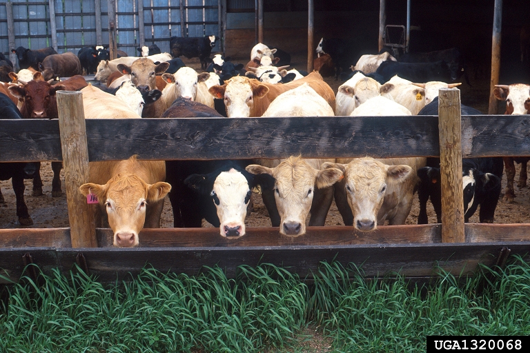 cattle (Genus Bos Linnaeus, 1758)