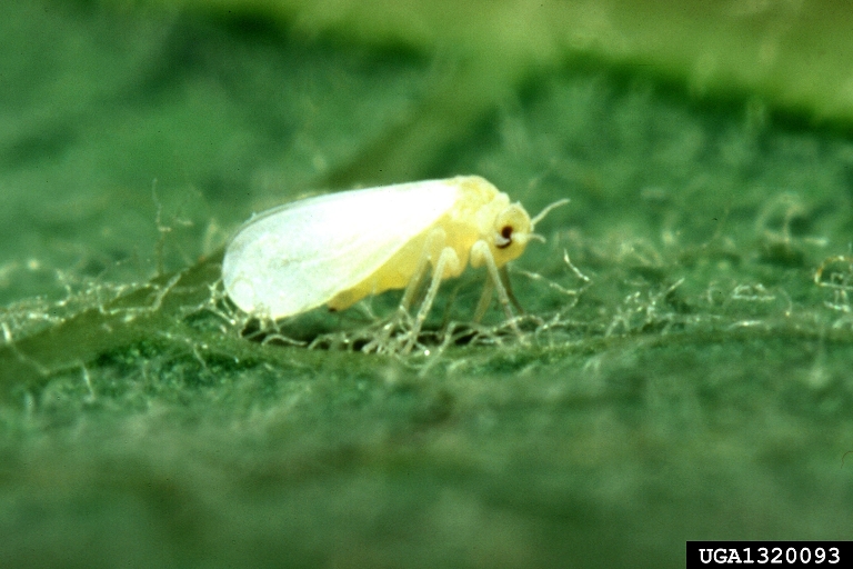 silverleaf whitefly (Bemisia argentifolii)