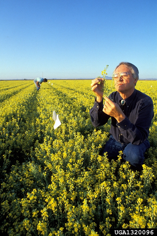 bladderpod (Genus Lesquerella)
