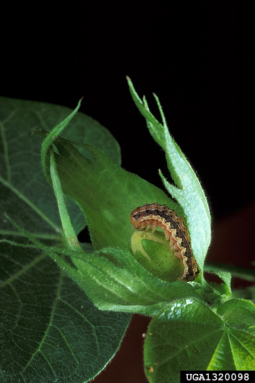 corn earworm, tomato fruitworm (Helicoverpa zea (Boddie))