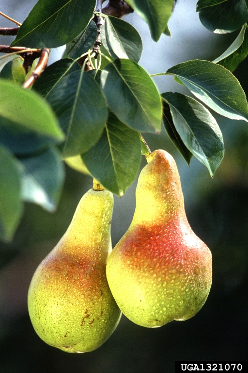 pear (Genus Pyrus)