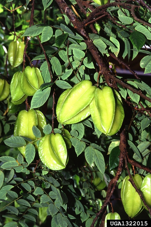 star fruit (Averrhoa carambola L.)