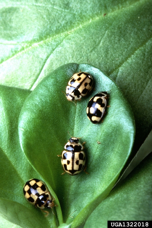 fourteen-spotted lady beetle (Propylea quatuordecimpunctata)