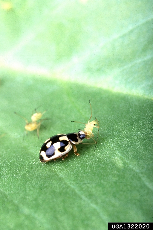 fourteen-spotted lady beetle (Propylea quatuordecimpunctata (Linnaeus ...