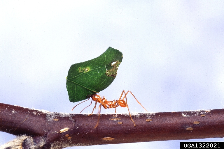 forest bachac (Atta cephalotes)