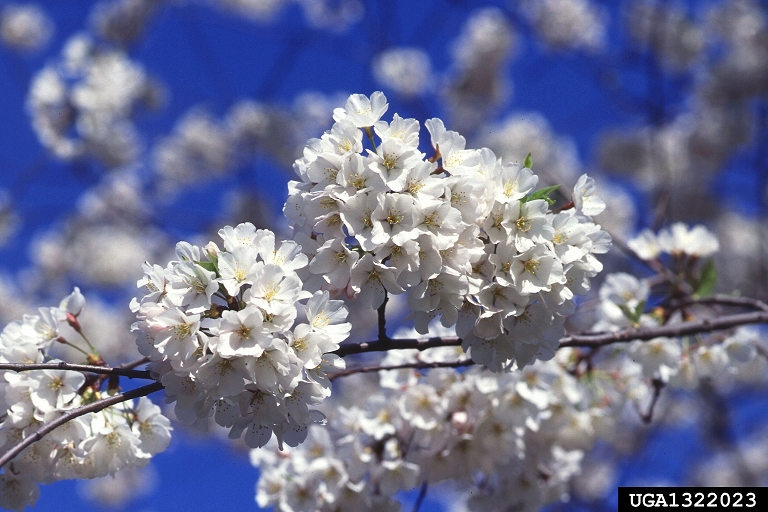 plum/cherry (Genus Prunus L.)