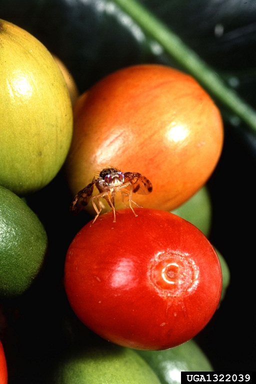 Mediterranean fruit fly, Medfly (Ceratitis capitata)