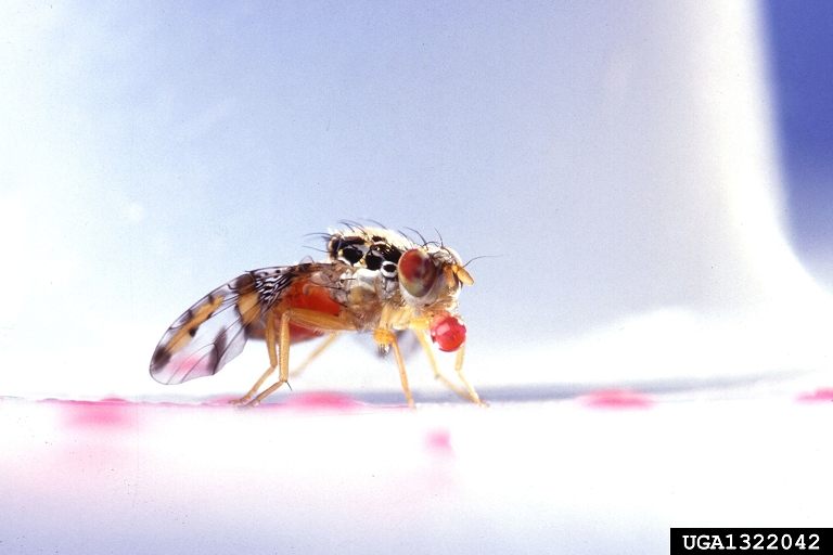 Mediterranean fruit fly, Medfly (Ceratitis capitata (Wiedemann, 1824))