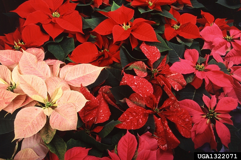 poinsettia (Euphorbia pulcherrima Willd. ex Klotzsch)