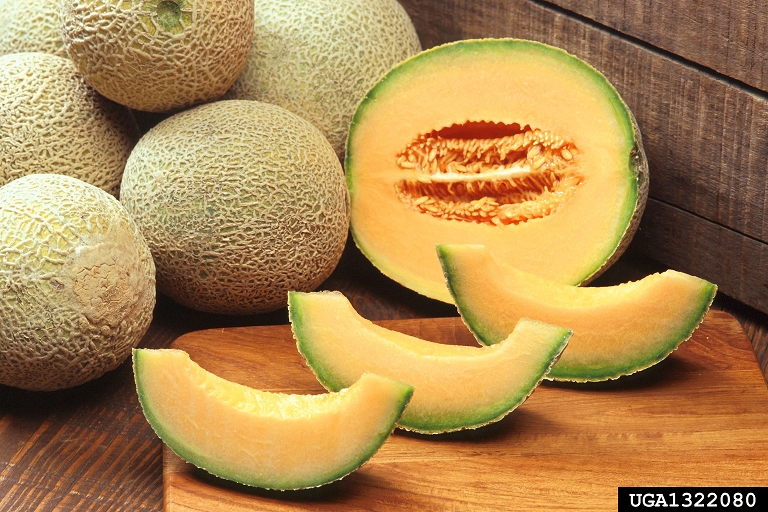 melon (Cucumis melo)