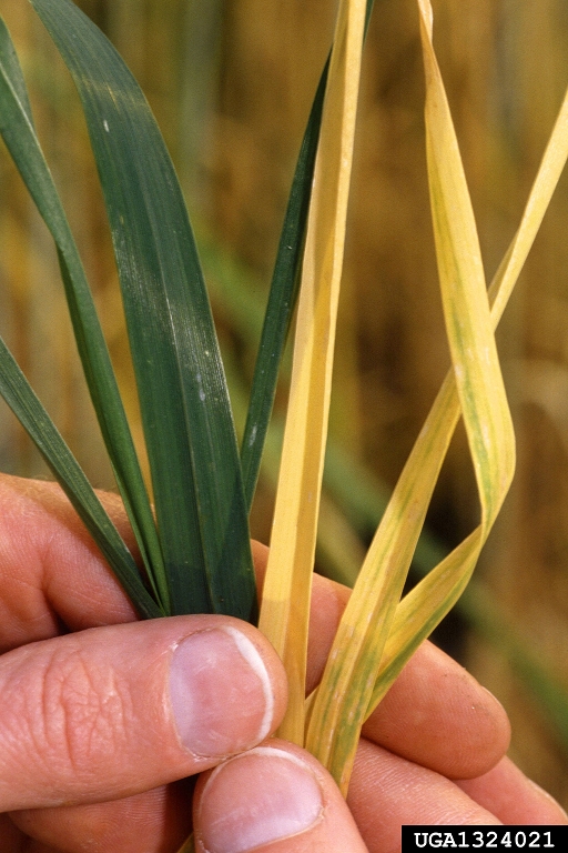 barley yellow dwarf virus (BYDV) (Luteovirus Barley yellow dwarf virus)