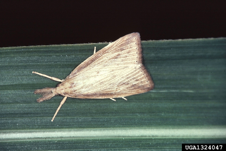 sugarcane borer (Diatraea saccharalis (Fabricius, 1794))