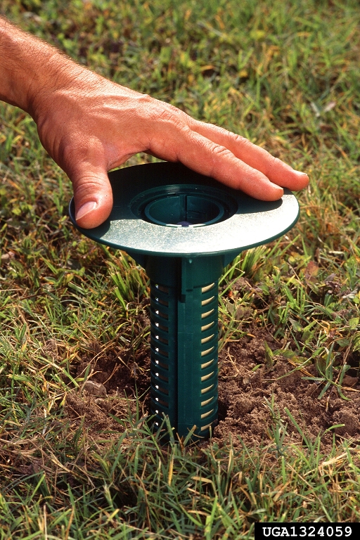 termites (Order Isoptera)