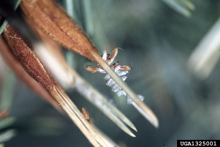 pinyon spindlegall midge (Pinyonia edulicola)
