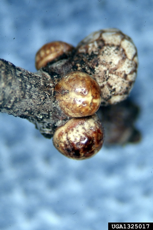 pin oak kermes (Allokermes galliformis)