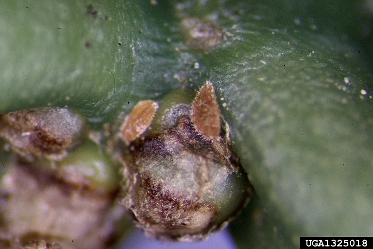 pin oak kermes (Allokermes galliformis)