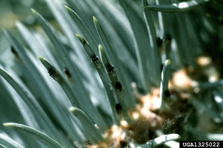 Cooley spruce gall adelgid (Adelges cooleyi)