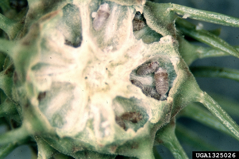 Cooley spruce gall adelgid (Adelges cooleyi)