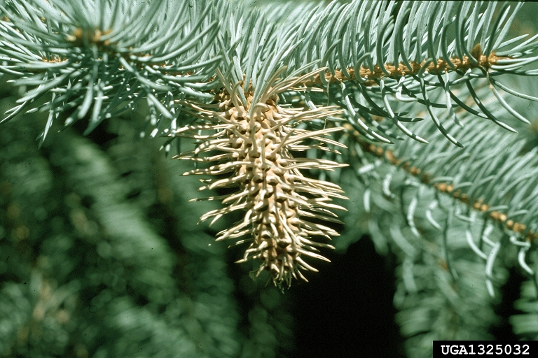 Cooley spruce gall adelgid (Adelges cooleyi (Gillette, 1907))