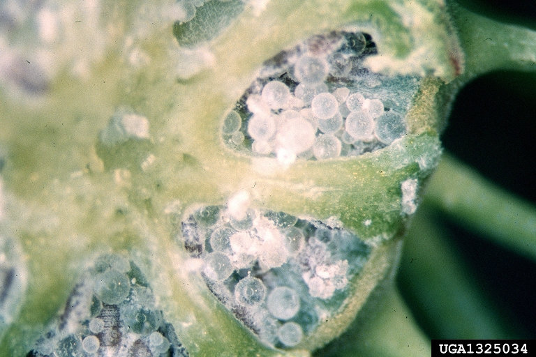 Cooley spruce gall adelgid, Adelges cooleyi (Hemiptera: Adelgidae ...