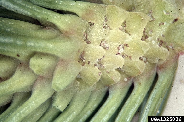 Cooley spruce gall adelgid (Adelges cooleyi (Gillette, 1907))
