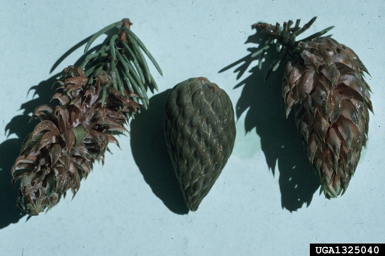 pine leaf adelgid (Pineus pinifoliae)