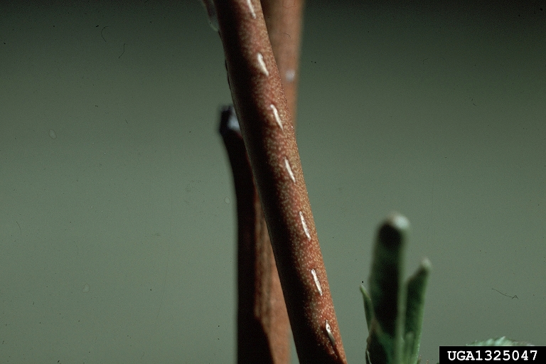 buffalo treehopper (Stictocephala bisonia Kopp & Yonke)