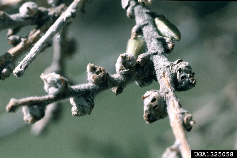 hackberry bud gall maker, Pachypsylla celtidisgemma (Hemiptera ...