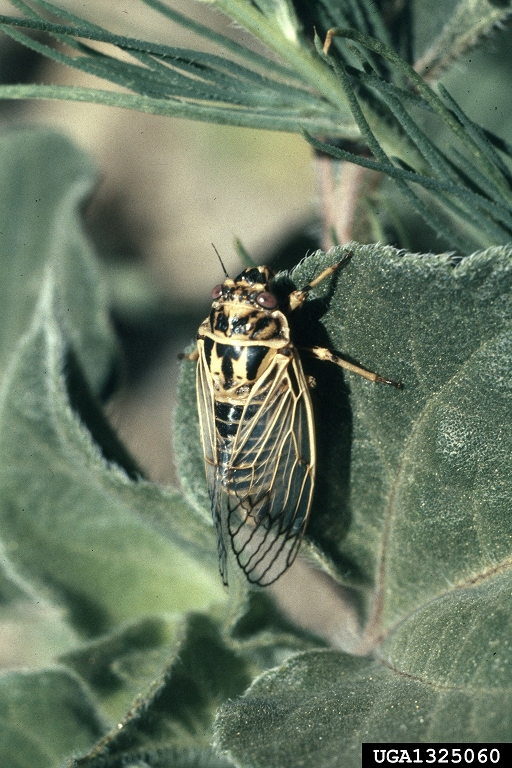 walking cicada (Okanagana synodica (Say))