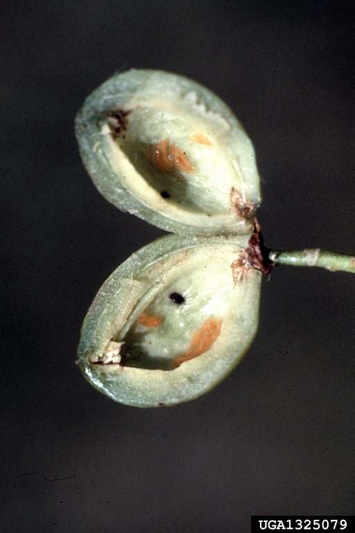 chokecherry midge (Contarinia virginianae)