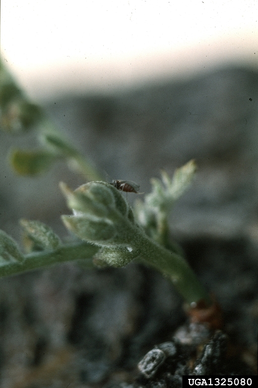 honeylocust pod gall midge (Dasineura gleditchiae)