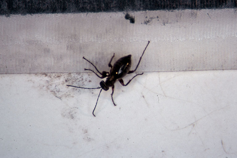 Cynipid gall wasp (Acraspis macrocarpae)