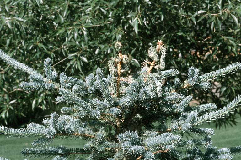 white pine weevil (Pissodes strobi (Peck, 1817))