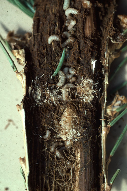 white pine weevil (Pissodes strobi)