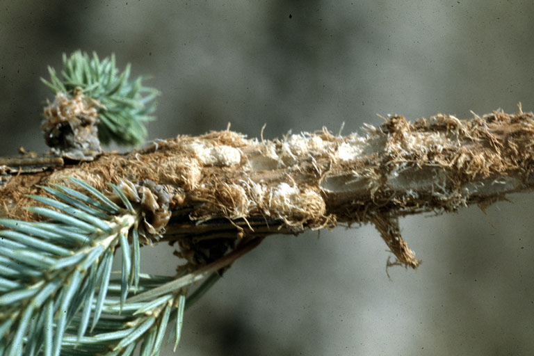 white pine weevil (Pissodes strobi)