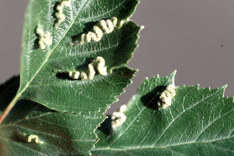 Eriophyid mite (Family Eriophyidae)