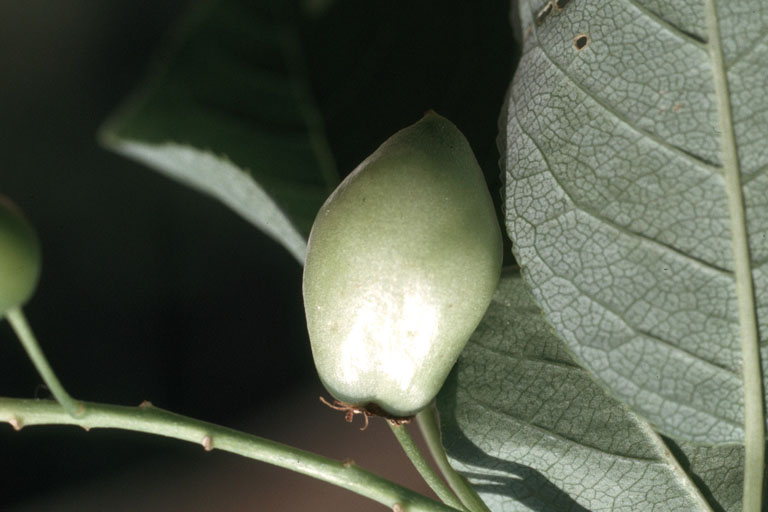 chokecherry midge (Contarinia virginianae)