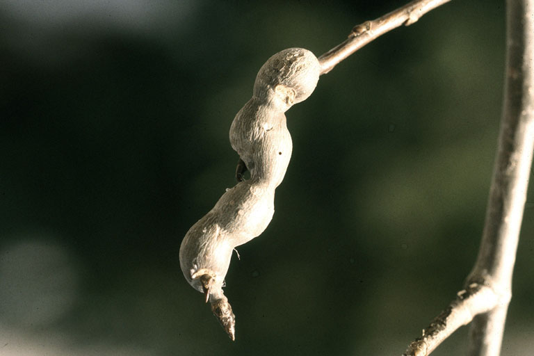 poplar twiggall fly (Hexomyza schineri (Giraud, 1861))